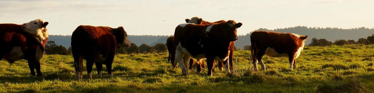 New TPP agreement signals big win for Australian red meat industry