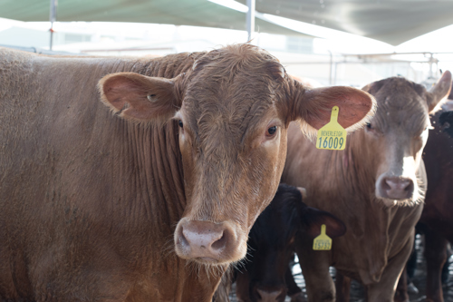 Australian Meat Processor Corporation - Supporting the red meat ...