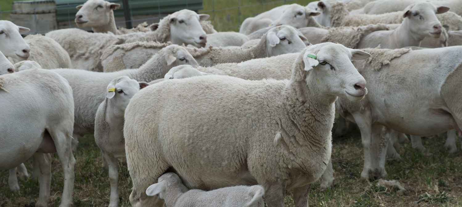 Trial of smallstock electronic identification traceability systems