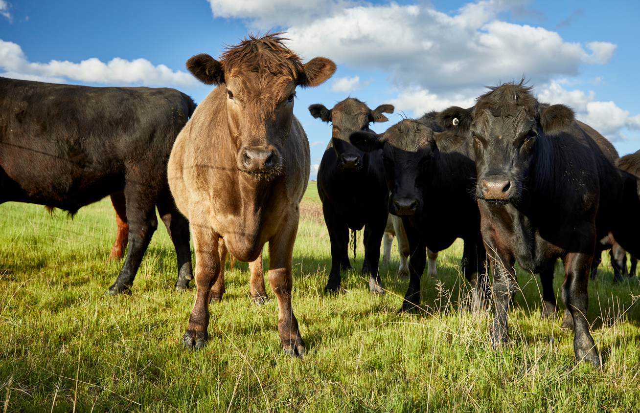 Australian red meat processing industry a world leader in animal ...